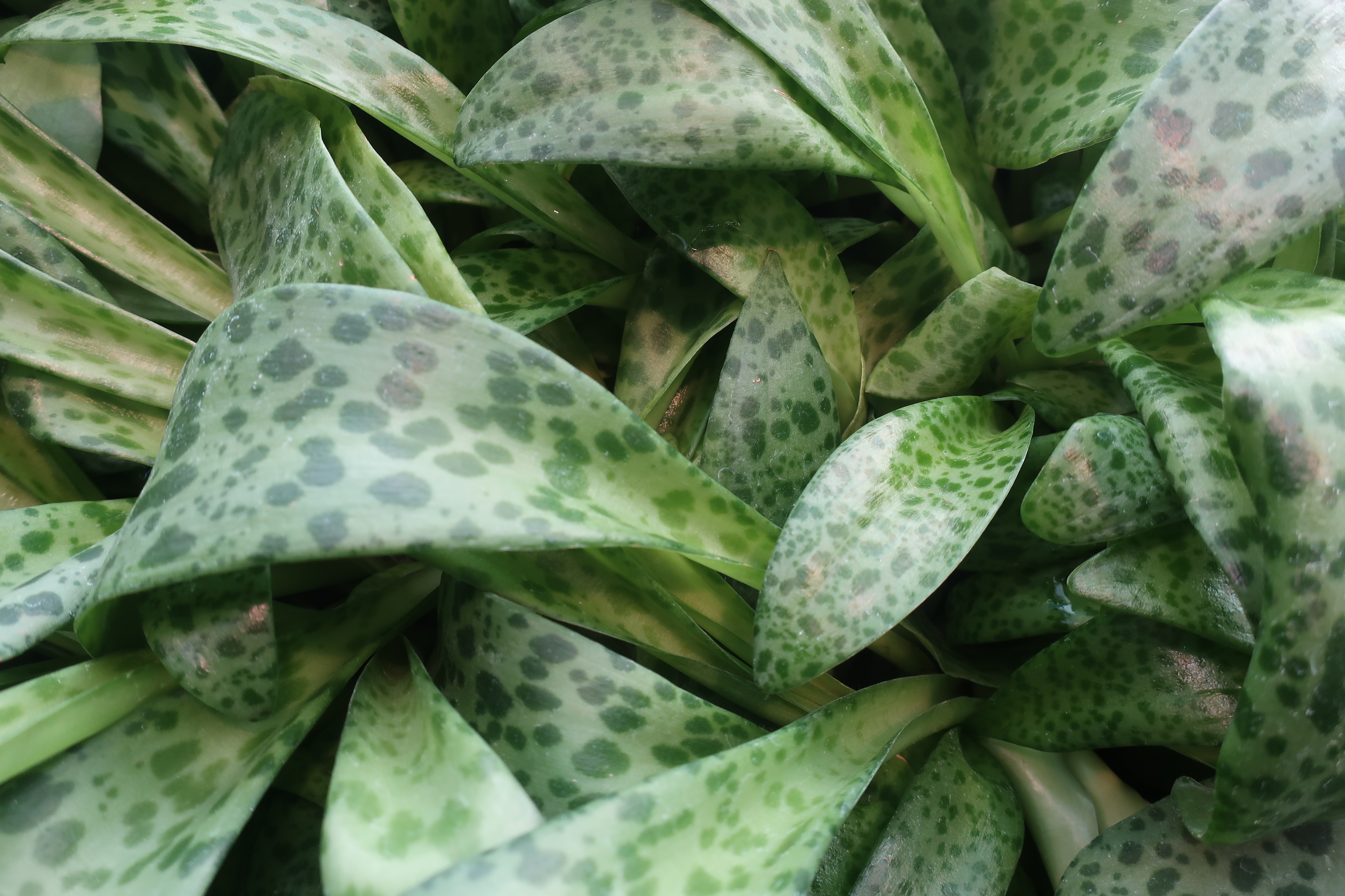 Planthology | Uniarts Helsinki